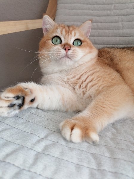 Exzellenter BKH Deckkater Black Golden Shell BG AB - mit riesigen ...