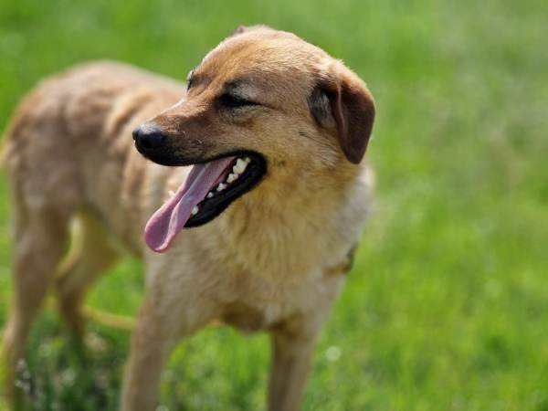 Rolfie ein toller Familienhund und noch viel mehr in Niefern ...