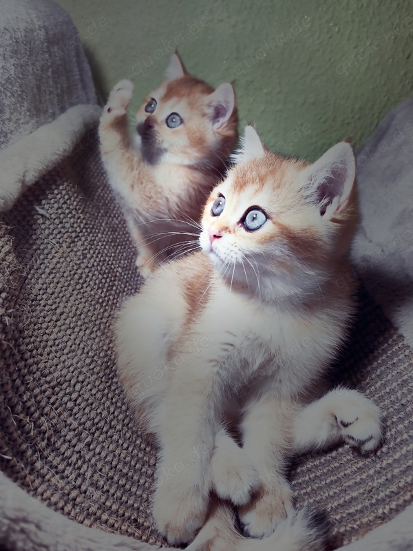 Bkh british kurzhaare golden shell ny12 in Berlin - Katzen - kostenlose ...