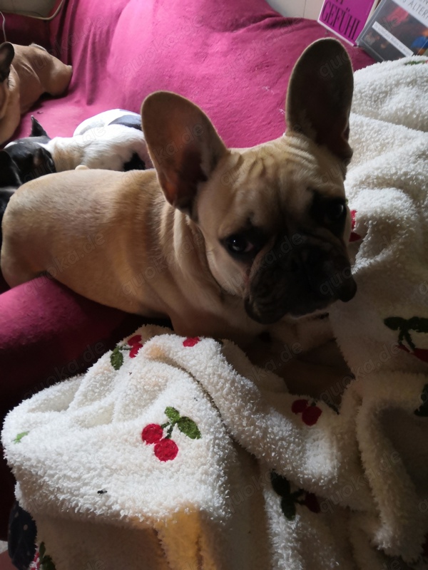 Französische Bulldogge hell-fawn Männchen 6 Monate in Fintel - Hunde ...