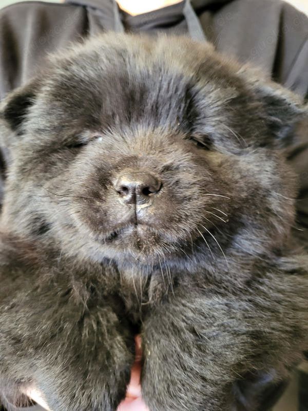 Chwo-Chwo Welpen in Bedburg - Hunde - kostenlose Kleinanzeigen