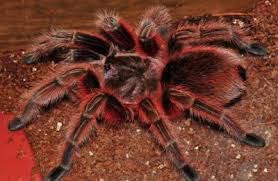 Vogelspinnen Grammostola rosea RED (die ECHTE) in Celle - Reptilien ...