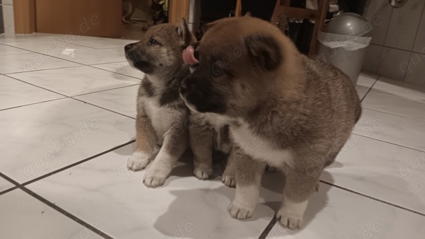 Sehr liebe Shiba inu welben in Föritz - Hunde - kostenlose Kleinanzeigen