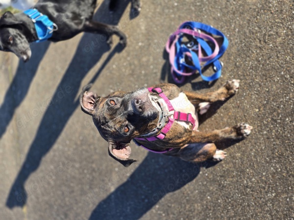 Liebevolle Boxer-Mischlings Hündin sucht Futterspender in Kehl - Hunde ...
