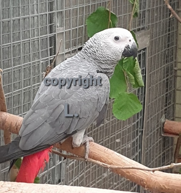 Junger Graupapageien Hahn Lenny von Mai 2024 in Böblingen - Vögel ...