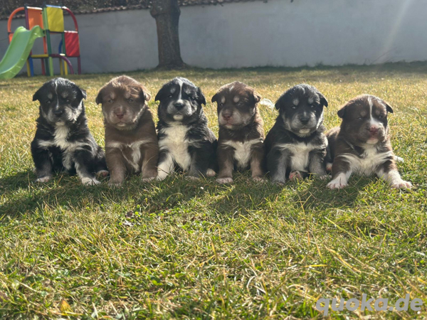 Showline labrador husky welpen in Kastl - Hunde - kostenlose Kleinanzeigen