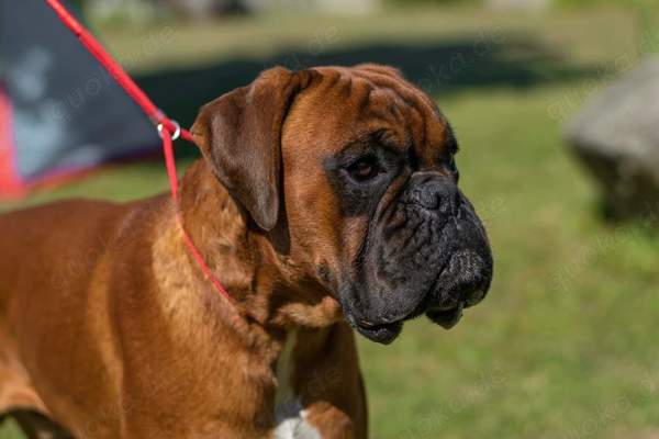 Deutscher FCI-Boxer in Berlin - Hunde - kostenlose Kleinanzeigen