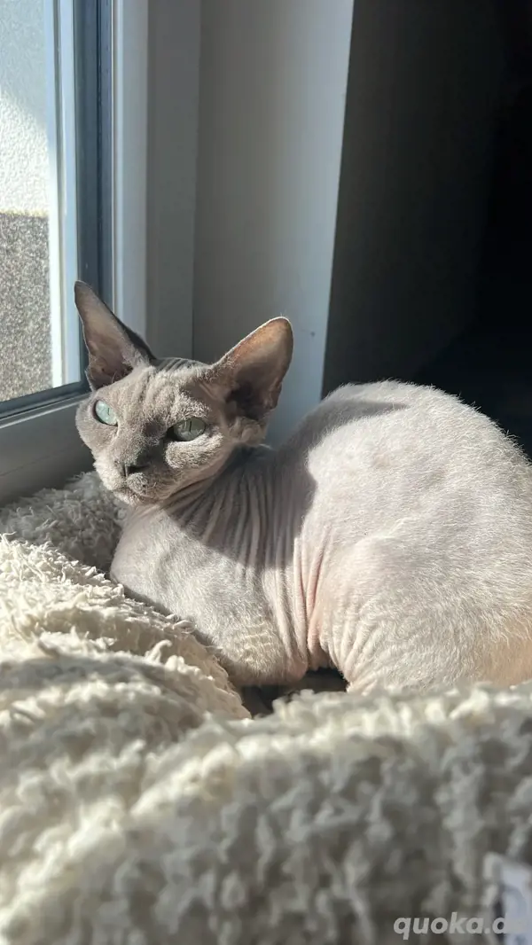 Devon Rex Katze & Kater abzugeben in Velpke - Katzen - kostenlose ...