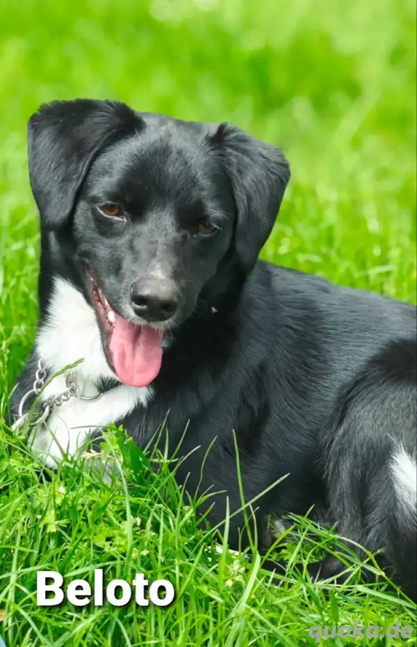 Belo hat einen wundervollen Charakter und sucht liebe Menschen die ihm ...