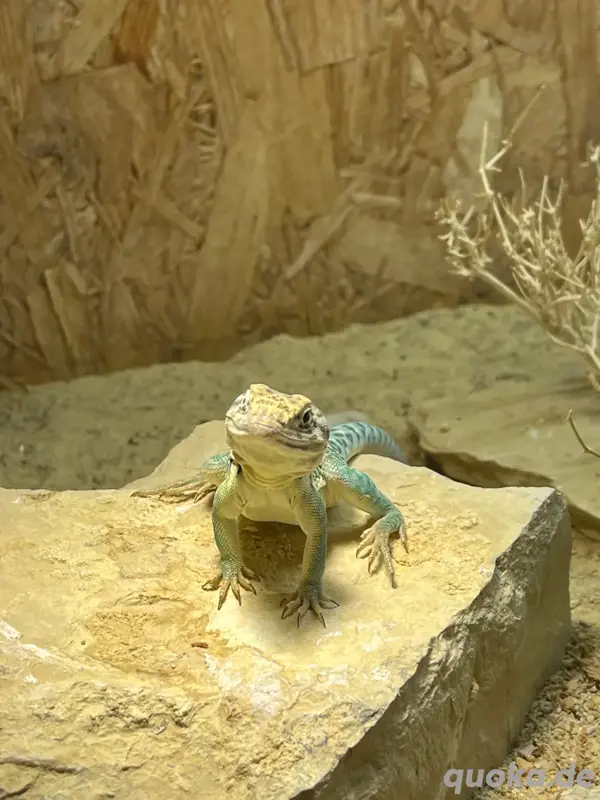 Crotaphytus collaris collaris 2.0 in Rennertshofen - Reptilien ...