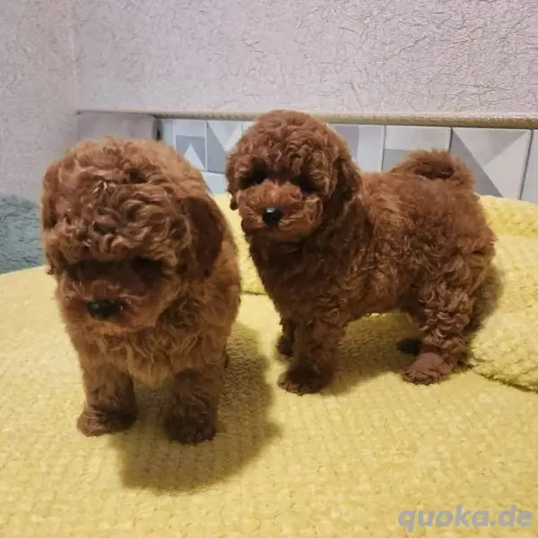 Super Zwergpudel mini pudel welpen in Düsseldorf - Hunde - kostenlose ...