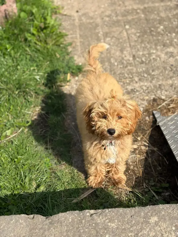 Lieber kleiner Pudel Junge in Wermelskirchen - Hunde - kostenlose ...