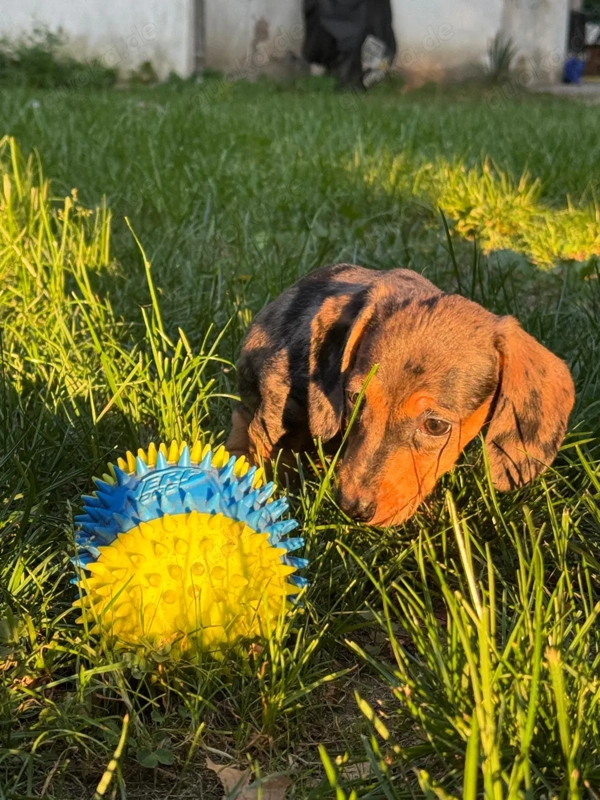 Dackel Merle Welpe in Karlsruhe - Hunde - kostenlose Kleinanzeigen