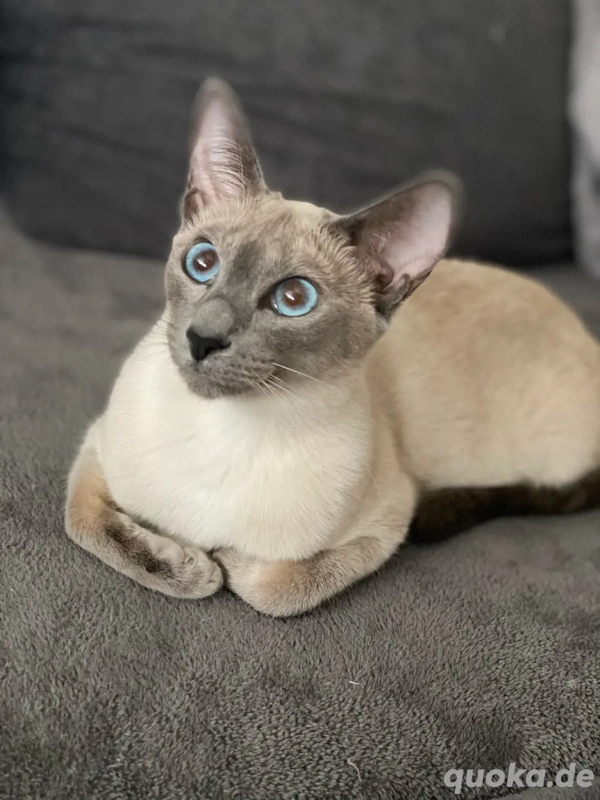 Reinrassige Siamkatze in Blue-Point in Herxheimweyher - Katzen ...