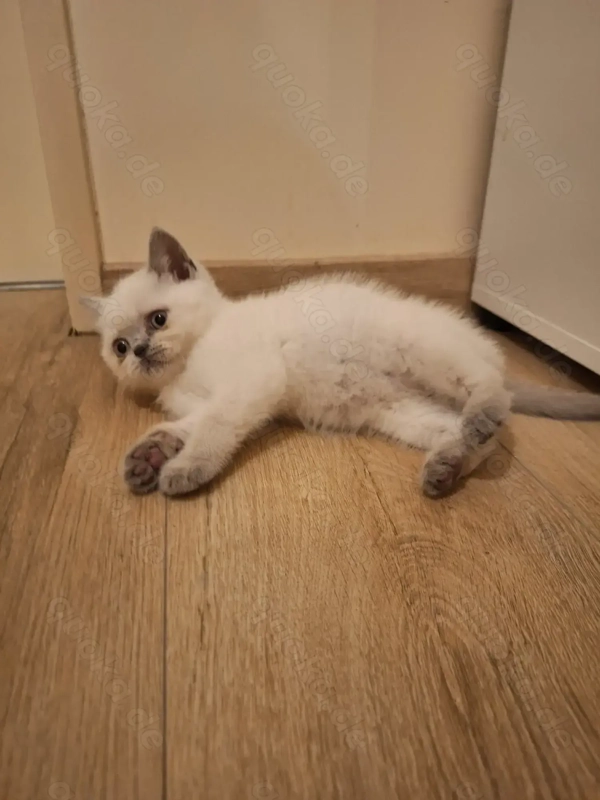 BKH Blue Point Kitten Mädchen in Witten - Katzen - kostenlose Kleinanzeigen