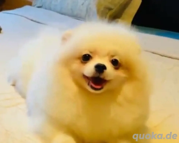 Reinrassige Pomeranian Zwergspitz Welpen -Boo Typ( Bärchen) in ...