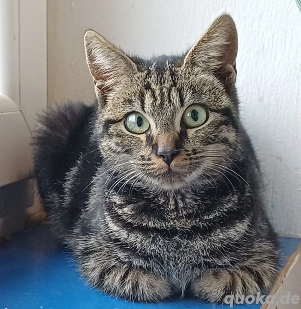 Katzenkind Hermine in Hamburg - Katzen - kostenlose Kleinanzeigen