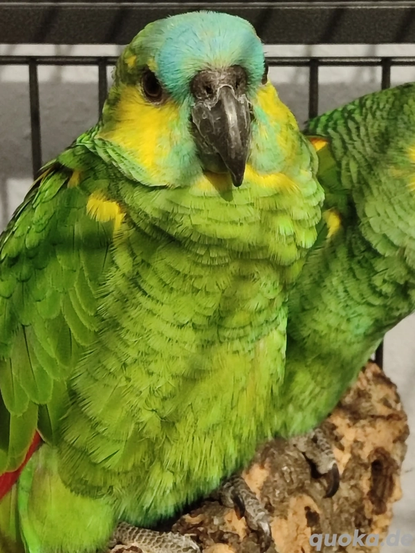 Imagedetailamazonen Papagei Kaufen Verkaufen 2022 09 01360799