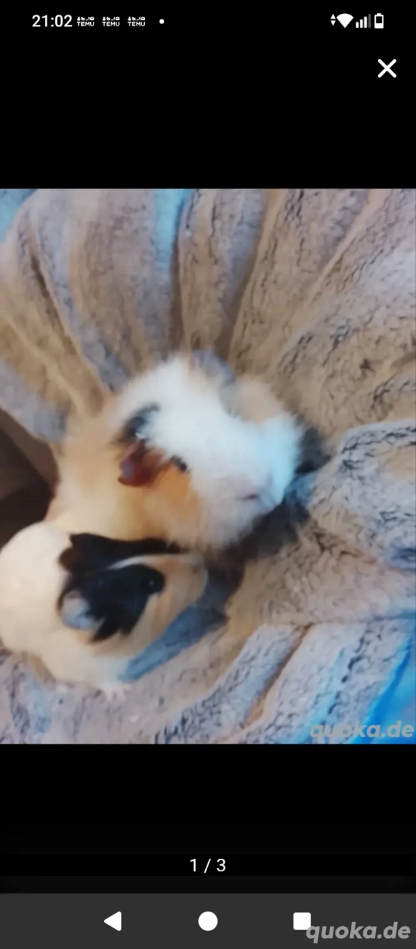 Zu verschenken in Quedlinburg - Kleintiere - kostenlose Kleinanzeigen
