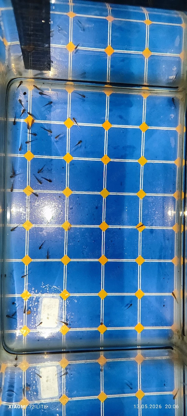 Axolotl Larven in Prettin - Fische, Aquaristik - kostenlose Kleinanzeigen