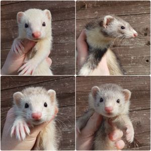 Frettchen - Kleintiere & Haustiere kaufen, verkaufen & zu verschenken