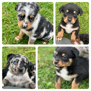 Hunde & Welpen in Heilbronn kaufen & verkaufen: Hundemarkt