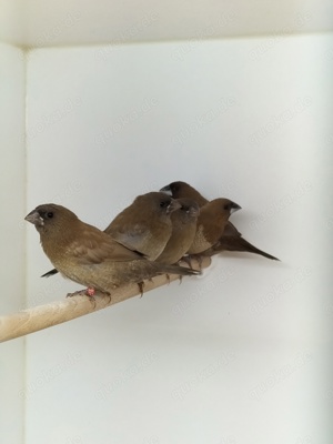 Finken - Prachtfink - Vögel kaufen & verkaufen - Vogelbörse