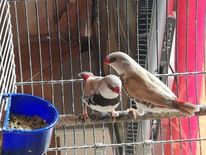 Vögel kaufen & verkaufen - Vogelbörse