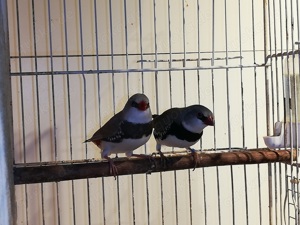 Vögel kaufen & verkaufen - Vogelbörse