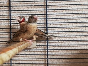 Vögel kaufen & verkaufen - Vogelbörse