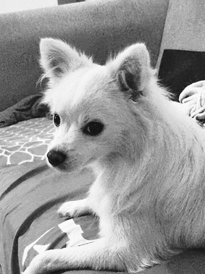 Zwergspitz Mischling 5 Monate in Mönchengladbach - Hunde - kostenlose ...