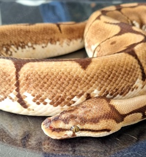 Python Regius Spider in Selm - Reptilien, Terraristik - kostenlose ...