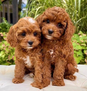 Cavapoo - Hunde & Welpen kaufen & verkaufen: Hundemarkt