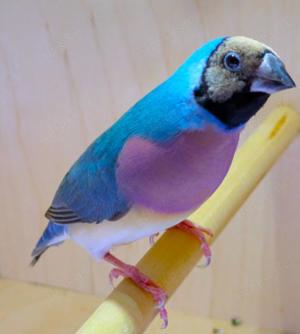 Finken - Gouldamadinen - Vögel kaufen & verkaufen - Vogelbörse