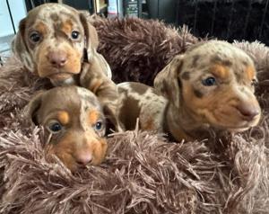 zwergdackel - Haustiere kaufen & verkaufen: Tiermarkt für kostenlose ...