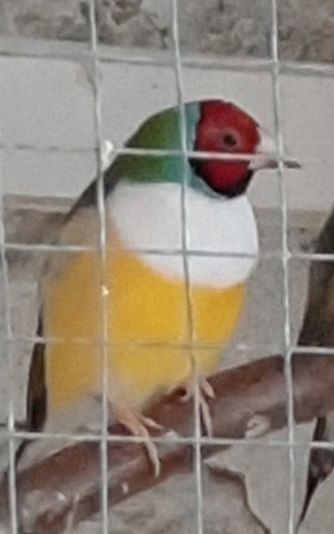 Finken - Gouldamadinen - Vögel kaufen & verkaufen - Vogelbörse