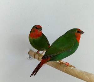 Finken - Prachtfink - Vögel kaufen & verkaufen - Vogelbörse