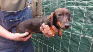 Sehr schöne Dachel Welpen in Lathen - Hunde - kostenlose Kleinanzeigen