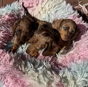 zwergdackel - Hunde & Welpen kaufen & verkaufen: Hundemarkt