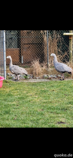 Gänse - Nutztiere: landwirtschaftliche Tiere kaufen & verkaufen