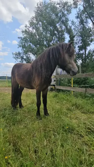 System.Collections.Generic.List`1[System.String] - Pferde kaufen & Verkaufen