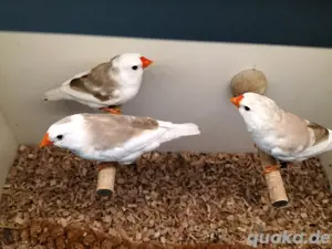 System.Collections.Generic.List`1[System.String] - System.Collections.Generic.List`1[System ...