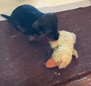 zwergdackel - Dackel - Hunde & Welpen kaufen & verkaufen: Hundemarkt