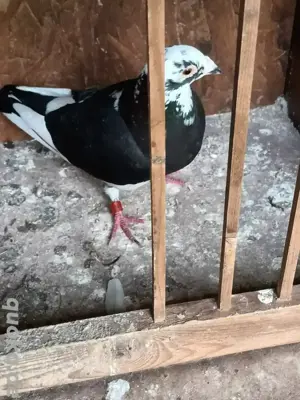 System.Collections.Generic.List`1[System.String] - Vögel kaufen & verkaufen - Vogelbörse