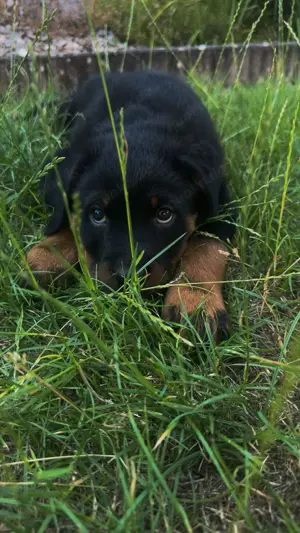 Rottweiler - Welpe - Hunde & Welpen kaufen & verkaufen: Hundemarkt