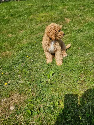Lieber kleiner Pudel Junge in Wermelskirchen - Hunde - kostenlose ...