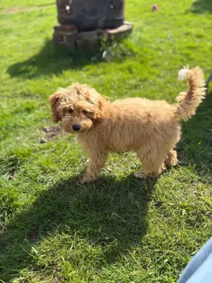 Lieber kleiner Pudel Junge in Wermelskirchen - Hunde - kostenlose ...