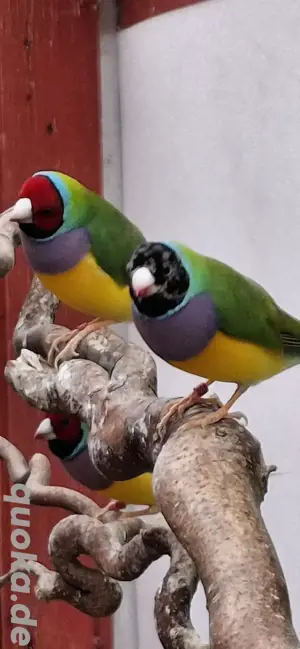 Finken - Gouldamadinen - Vögel kaufen & verkaufen - Vogelbörse