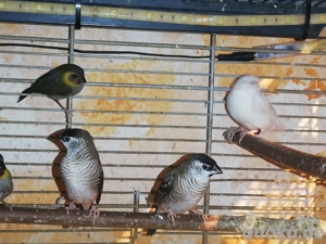 vogel - Vögel kaufen & verkaufen - Vogelbörse