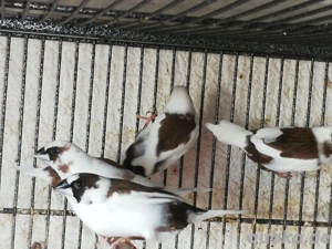 vogel - Vögel kaufen & verkaufen - Vogelbörse